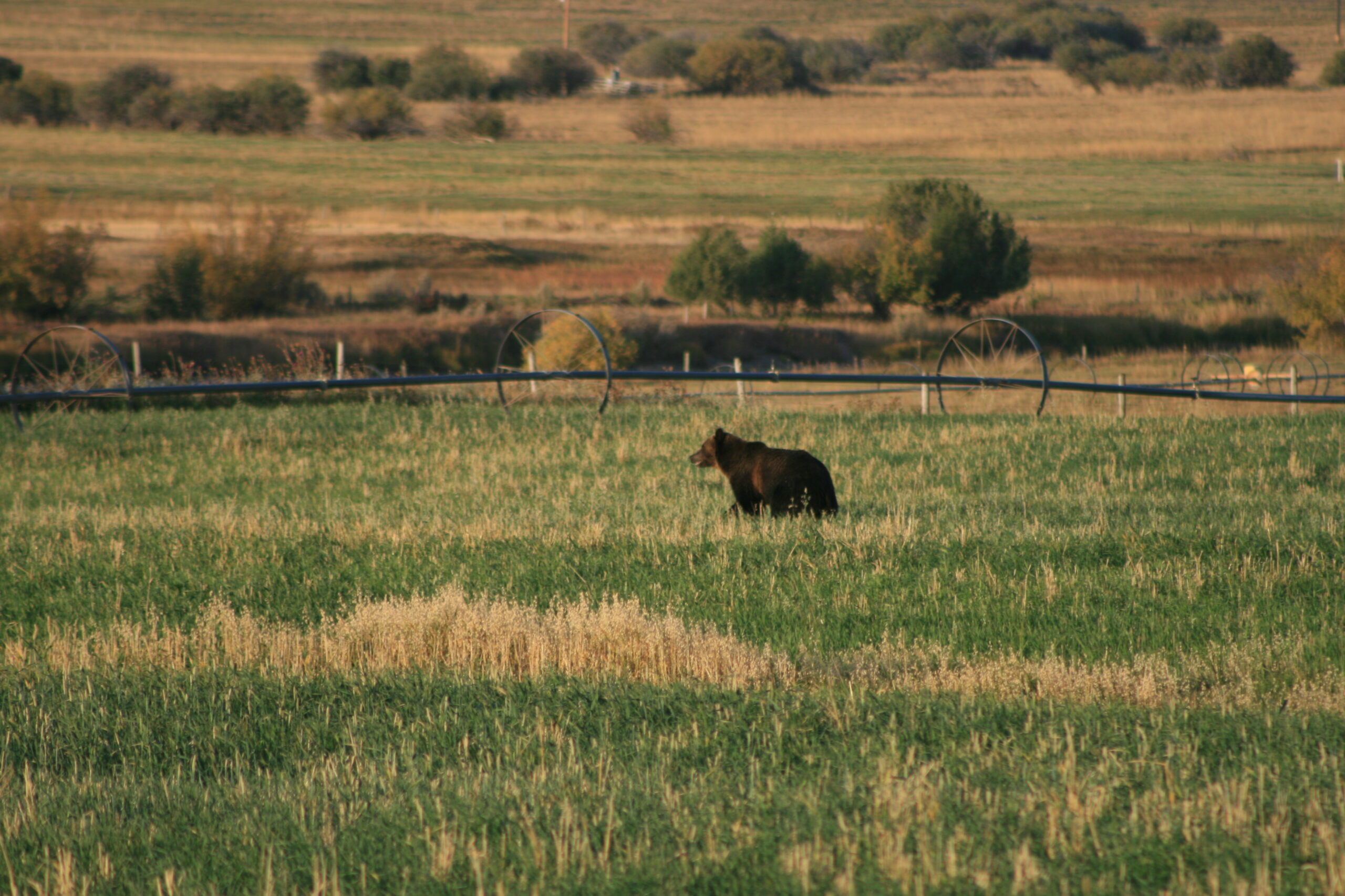 Carcass Pick-up Letter (Blackfoot) 2026 - Blackfoot Challenge